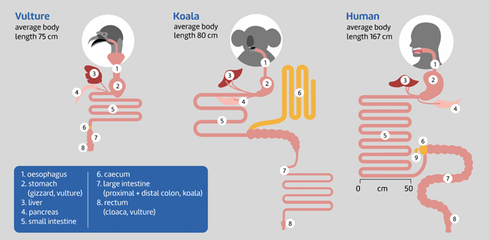 Science | year nine | middle junior | Maroochydore High School